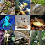 Exotic and Unique Pet Store & Pet Supplies - Zoo Creatures New England