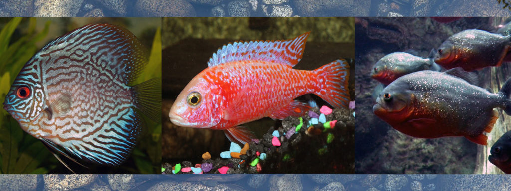 Freshwater Fish - Zoo Creatures Exotic Pets and Pet Supplies