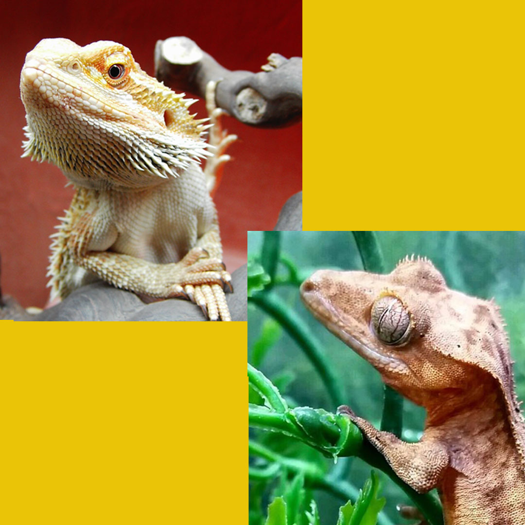 Bearded Dragons, Geckos, Skinks, Uromastyx and Other Lizards - Zoo ...